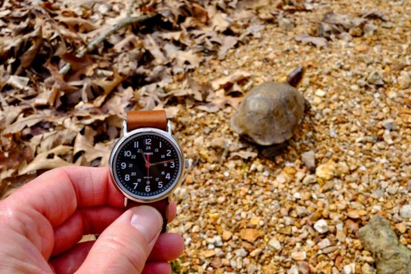 Timex Weekender Review (38mm): All You Need To Know...